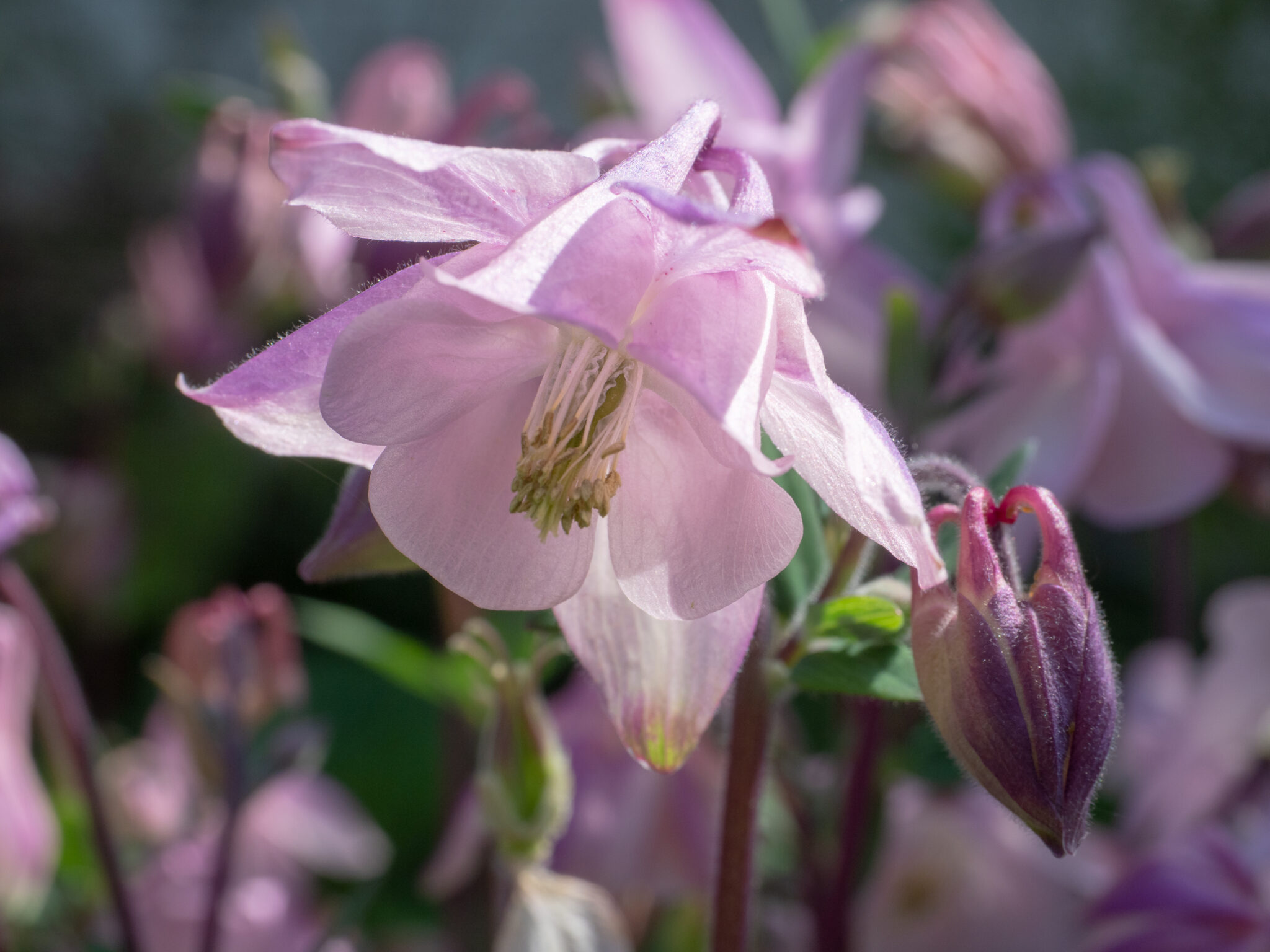Nom de fleurs avec photos