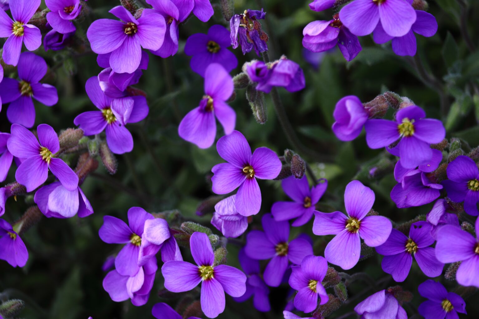 Nom de fleurs avec photos