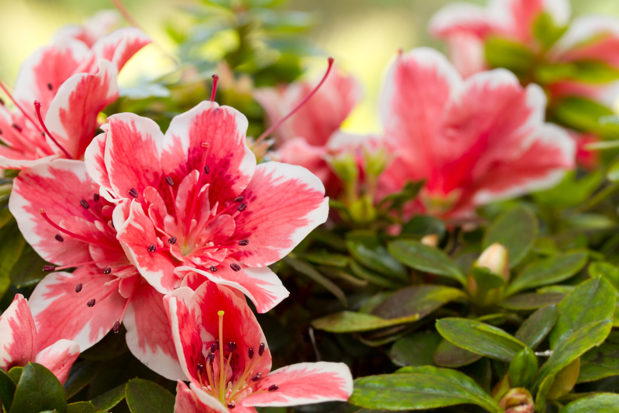 Nom de fleurs avec photos