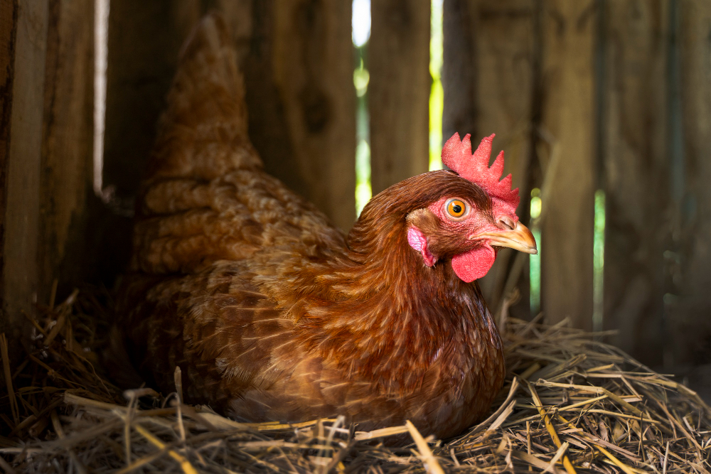 Prix poule pondeuse : coûts selon l’âge, la race et l’alimentation